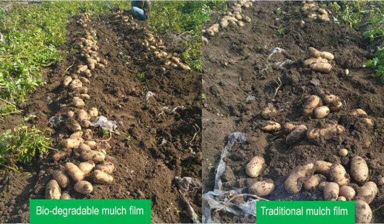 Fully biodegrable mulch film used for potato growing.